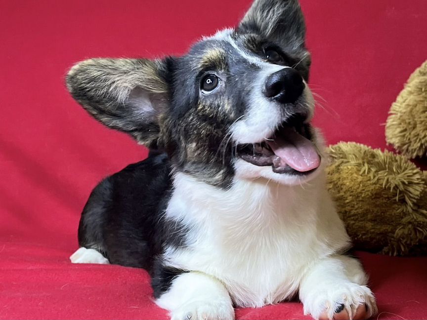 Вельш-корги кардиган девчонки