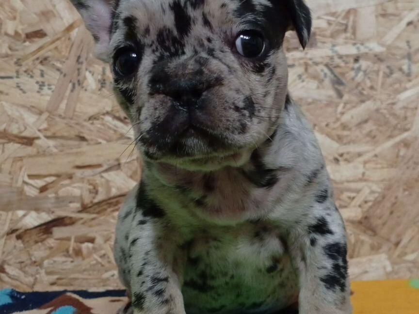 Французский бульдожик