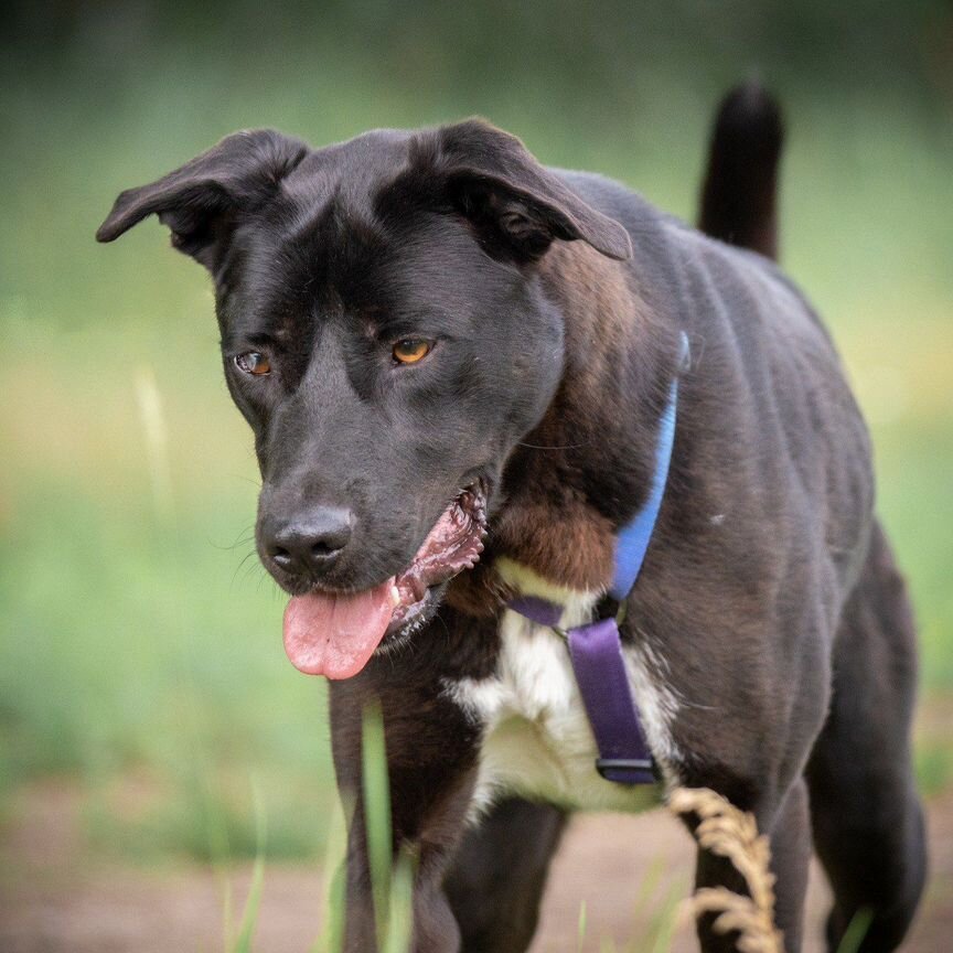 Двух летний Олаф все ещё в приюте