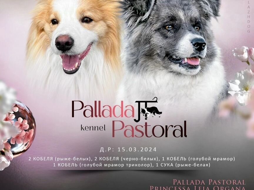 Щенки бордер колли