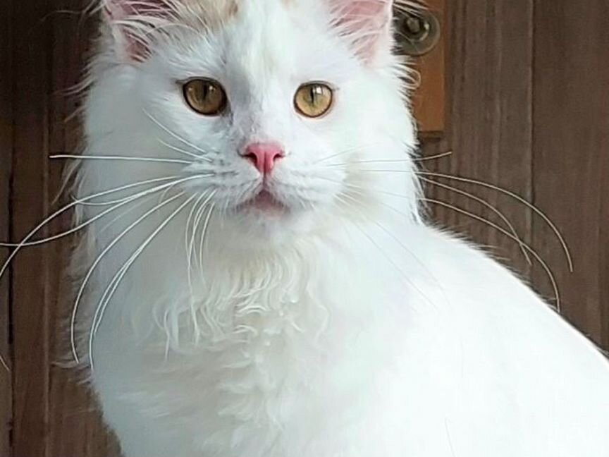 Котята мейн-кун