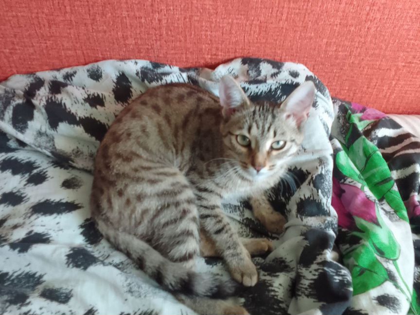 Котёнок
