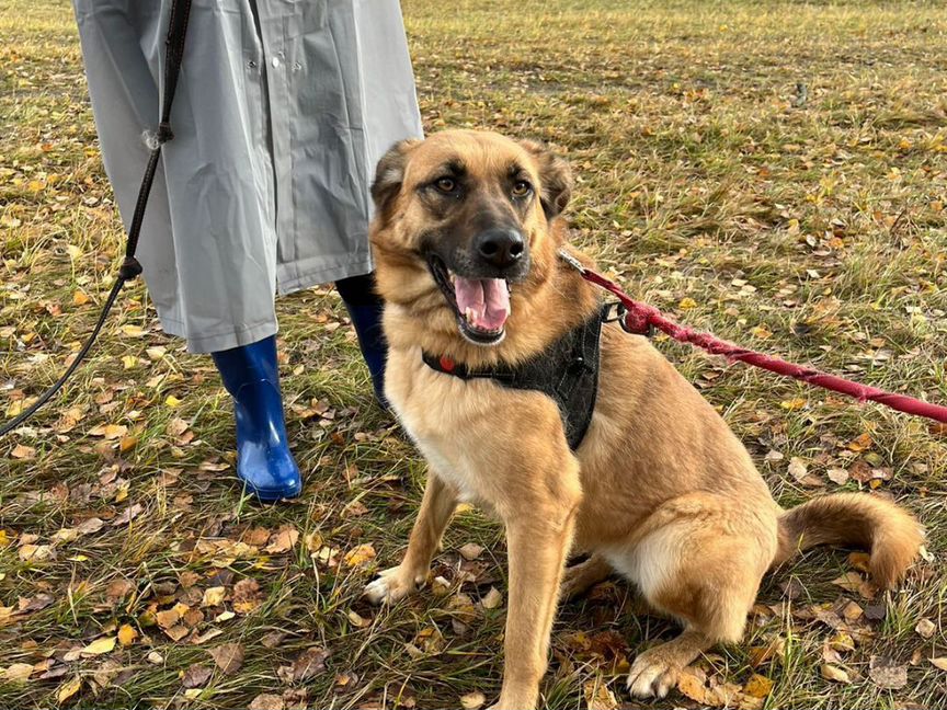 Спаси собаку из приюта