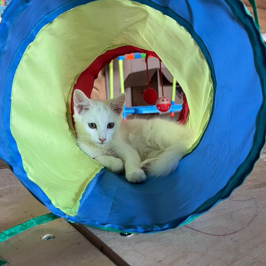 Пушистый белый котенок Уильямс