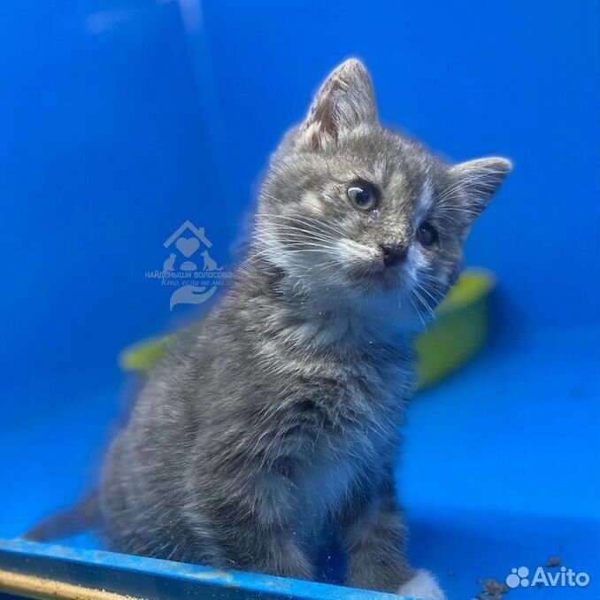 Особый котенок в добрые руки
