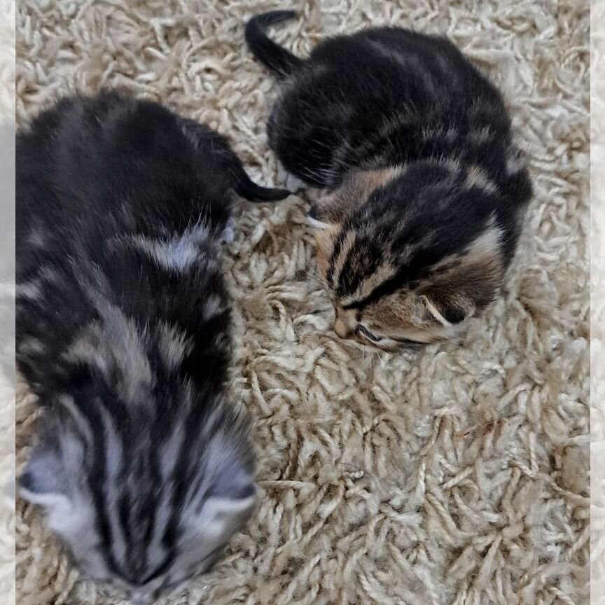 Шотландский вислоухий короткошёрстный котёнок