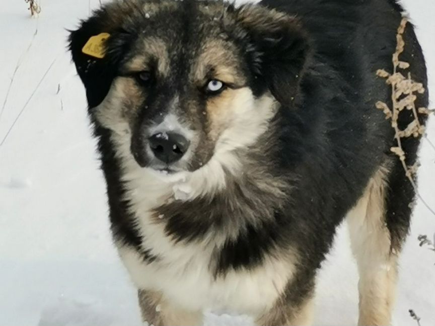 Щенок