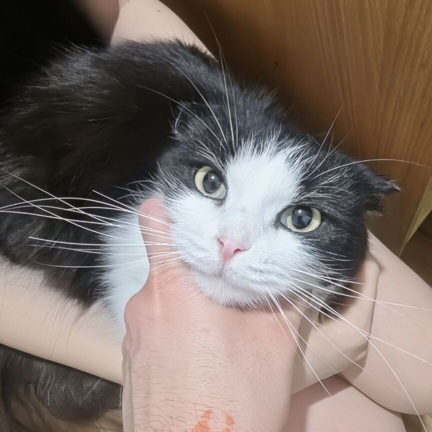 Британская длинношёрстная, взрослая кошка