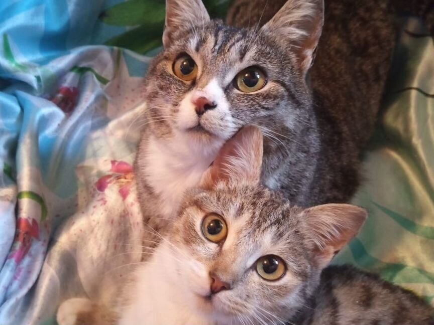 Кошечка Мурочка