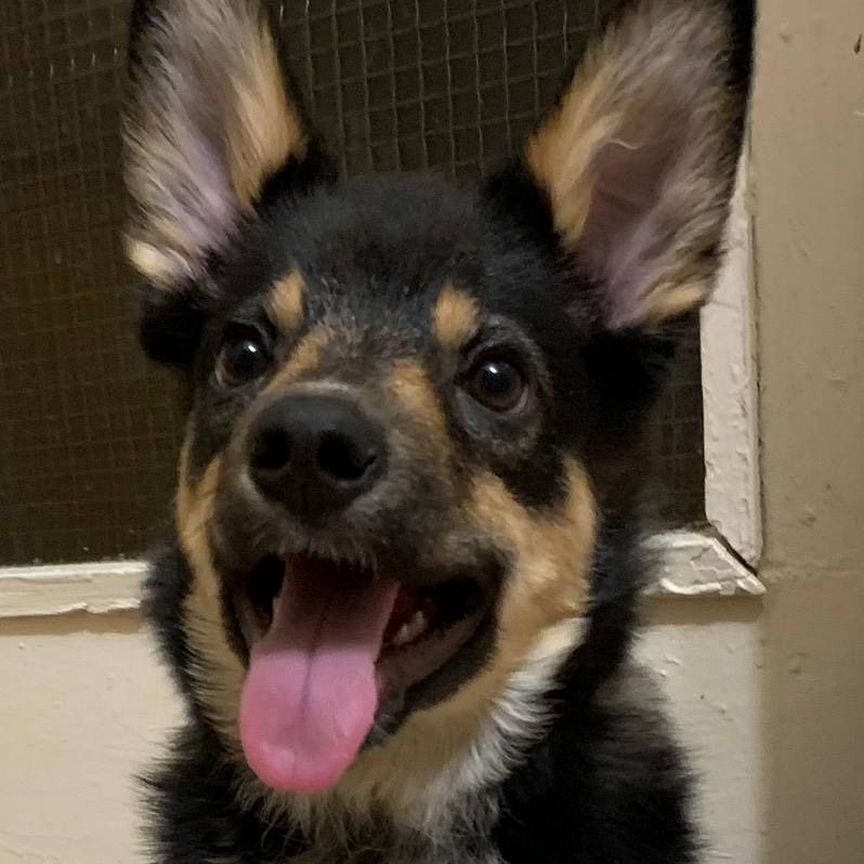 Щенок Бэтмен в добрые руки