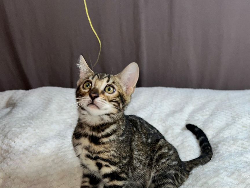 Бенгальская