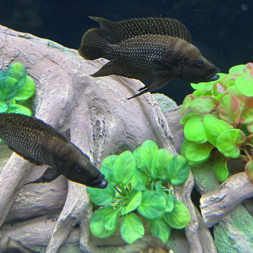 Цихлиды озера Танганьика Кальвус