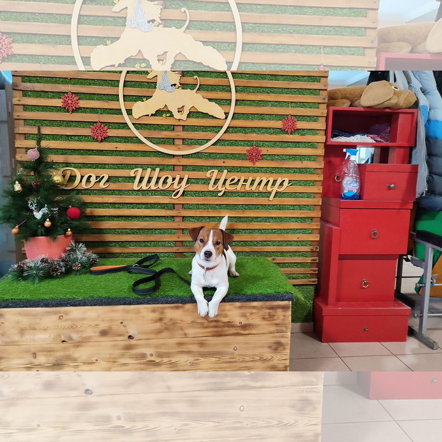 Джек-рассел-терьер, вязка