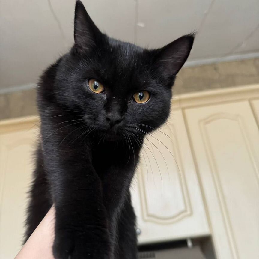 Отдам в добрые руки котика, 6мес, игручий