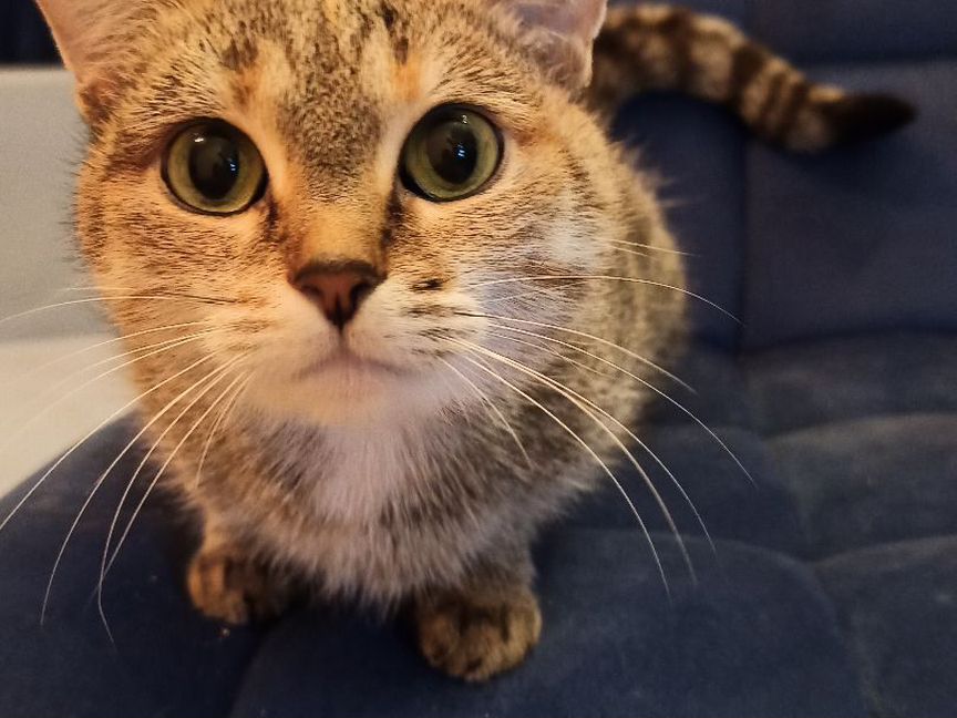 Кошка Амели зеленоглазая красотка ищет дом