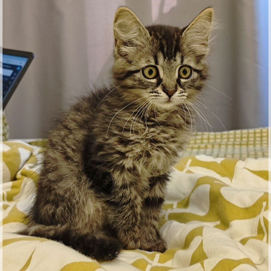 Котёнок ищет дом