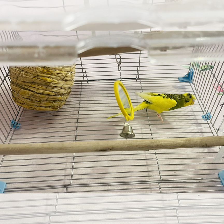 Волнистый попугай с клеткой