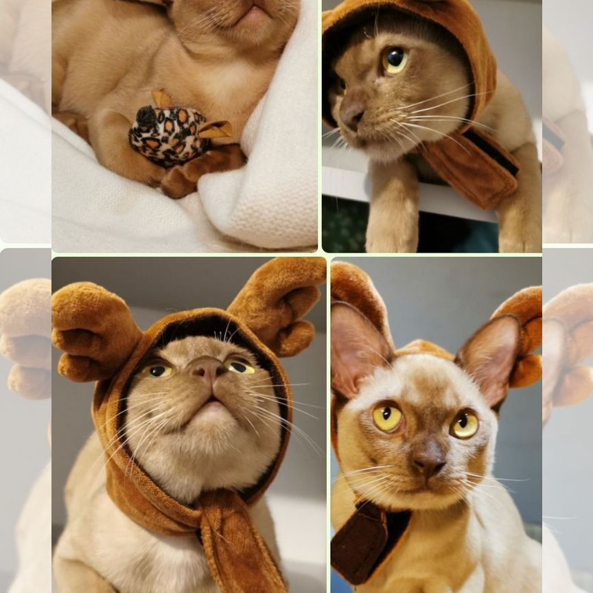 Котёнок от частного владельца