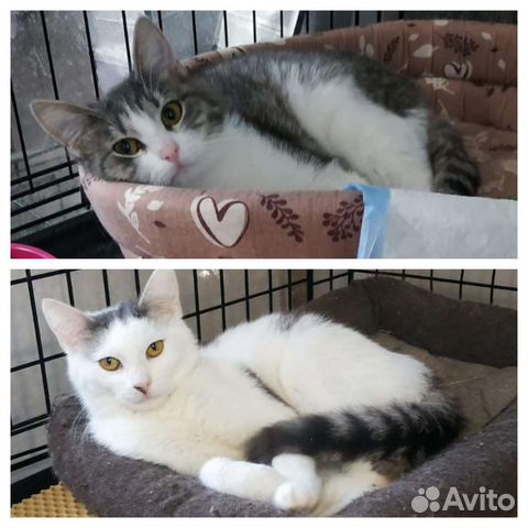 Ласкучие кото-девочки Виринея и Беляночка ищут дом