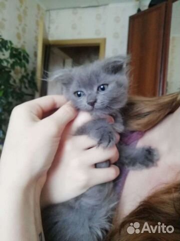 Кошки