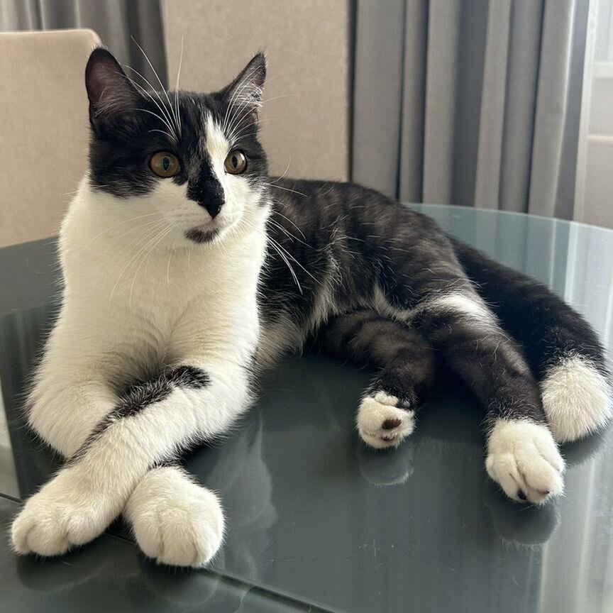 Котенок 8 мес