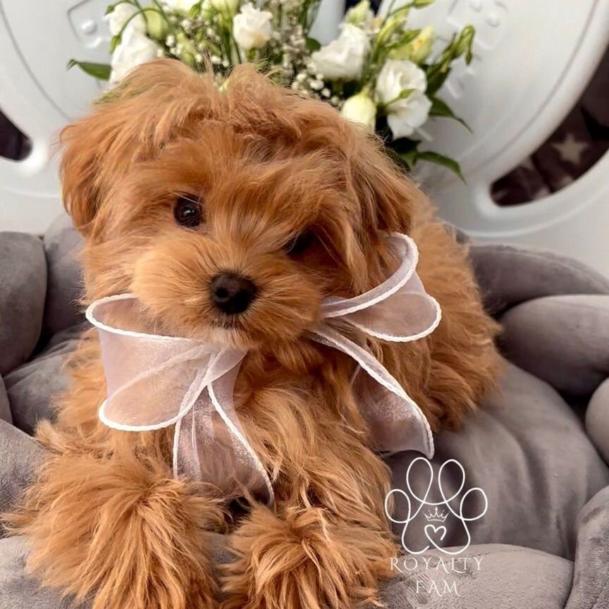 Мини мальчик мальтипу Royalty Fam Niko