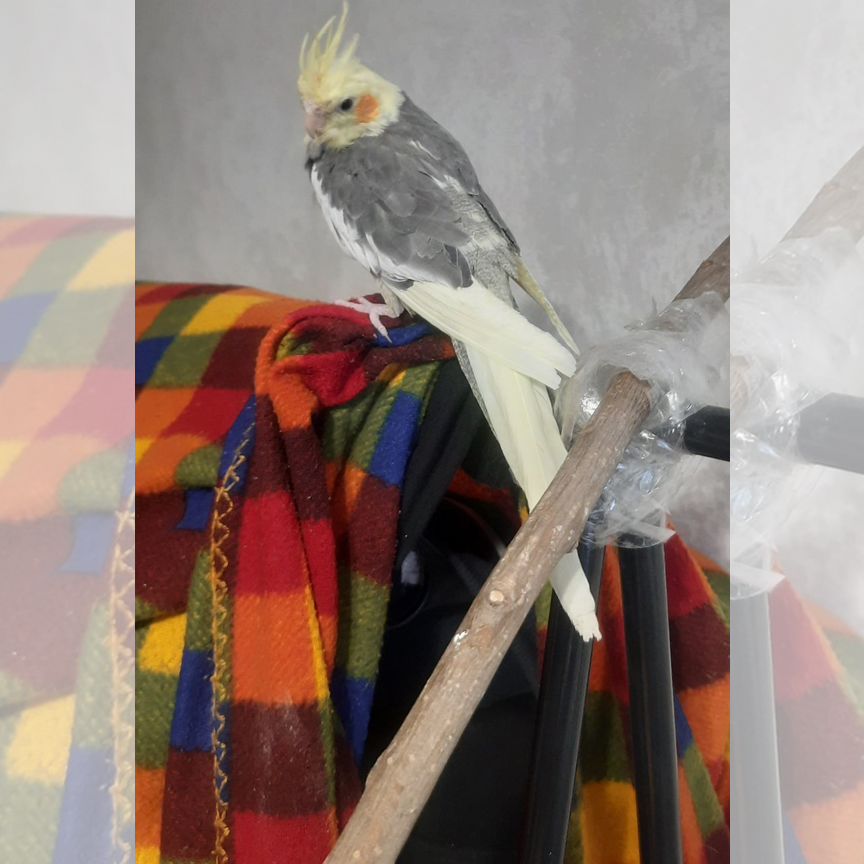 Попугай корелла птенец