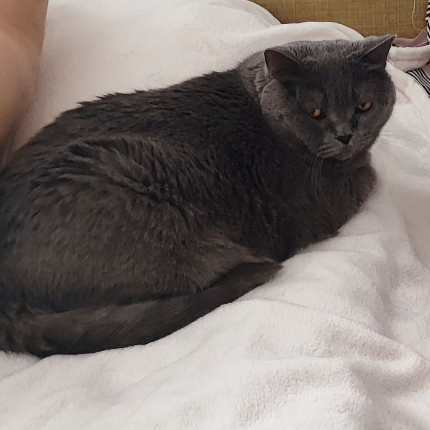 Британская короткошёрстная, взрослая кошка