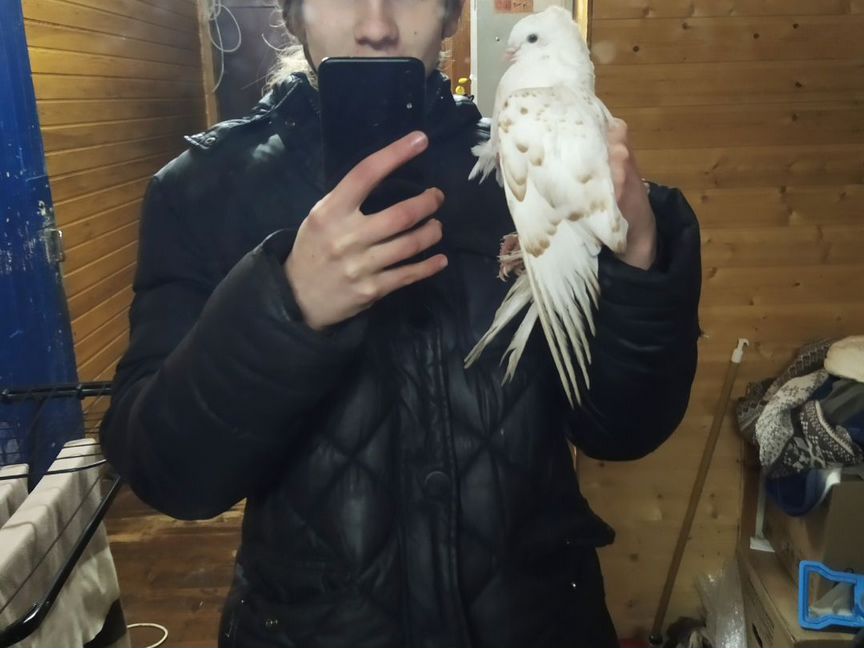 Голубь белый домашний