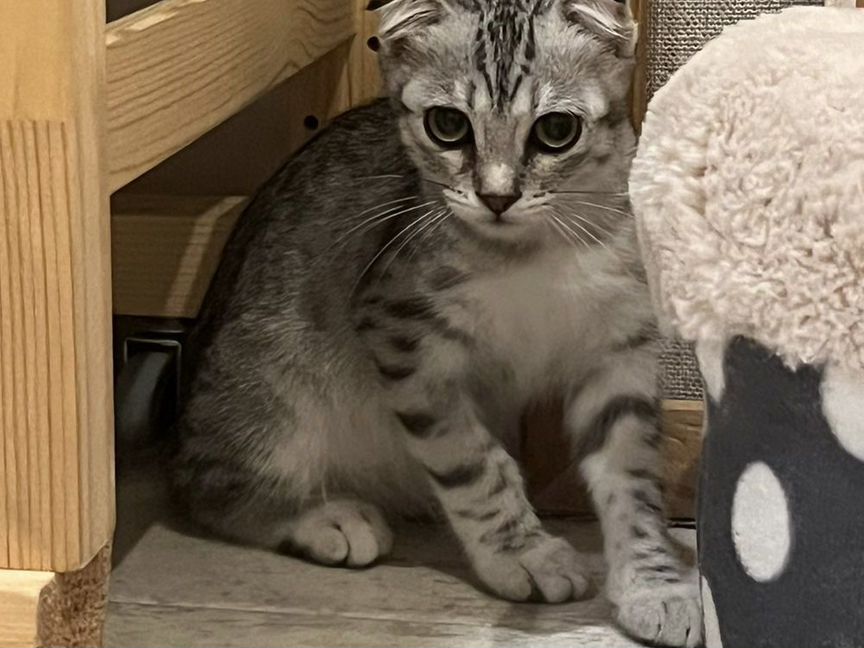 Котенок девочка породы шотландская вислоухая