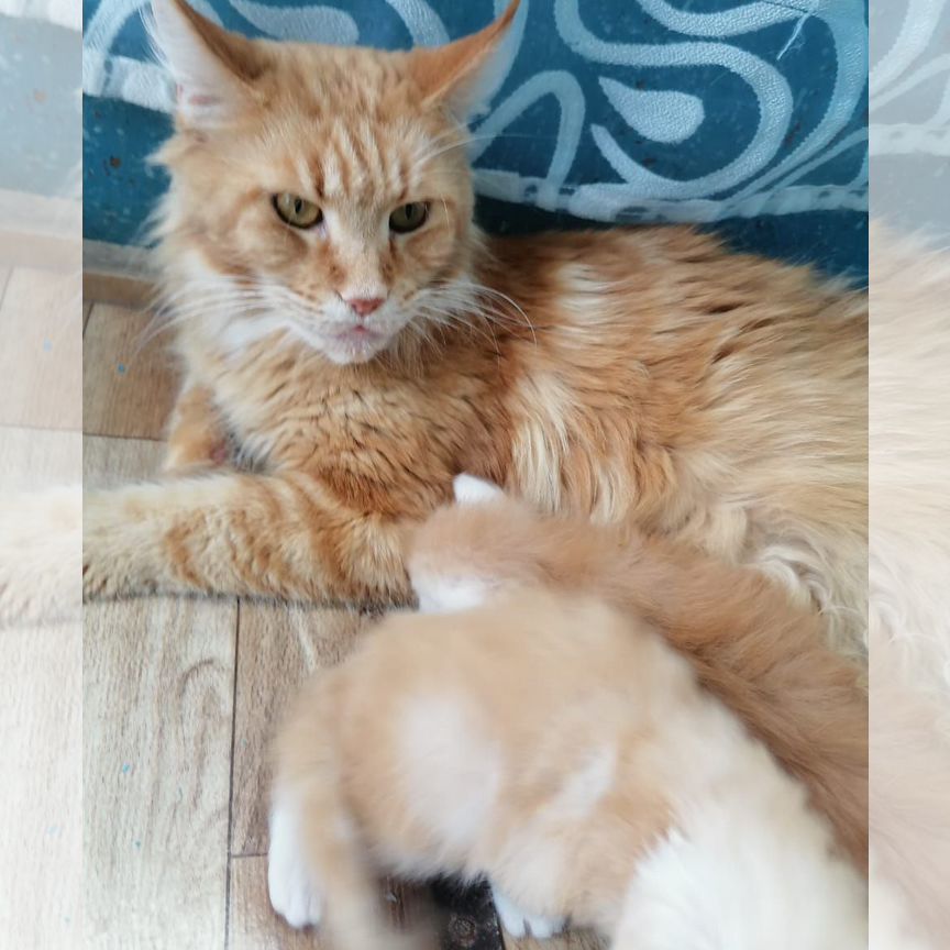 Котята мейн-кун