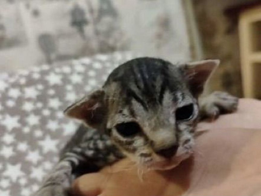 Котята девон-рекс сфикс