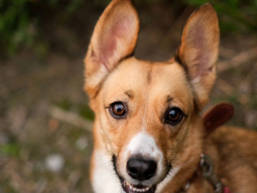 Небольшая Тесса из приюта в хорошие руки