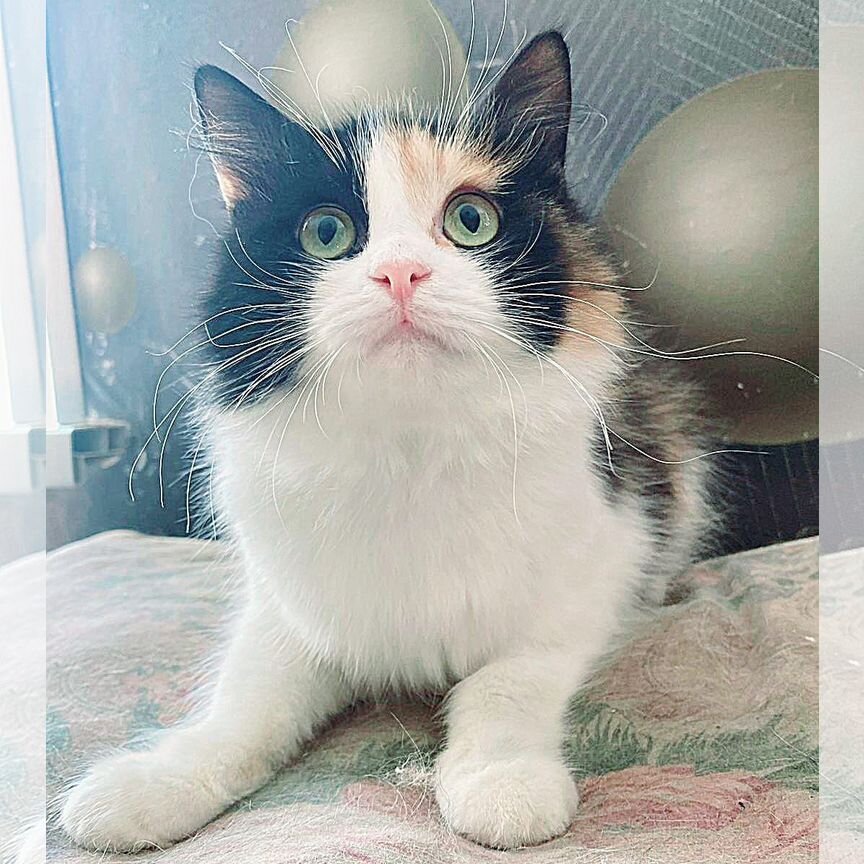 Котёнок девочка в добрые руки