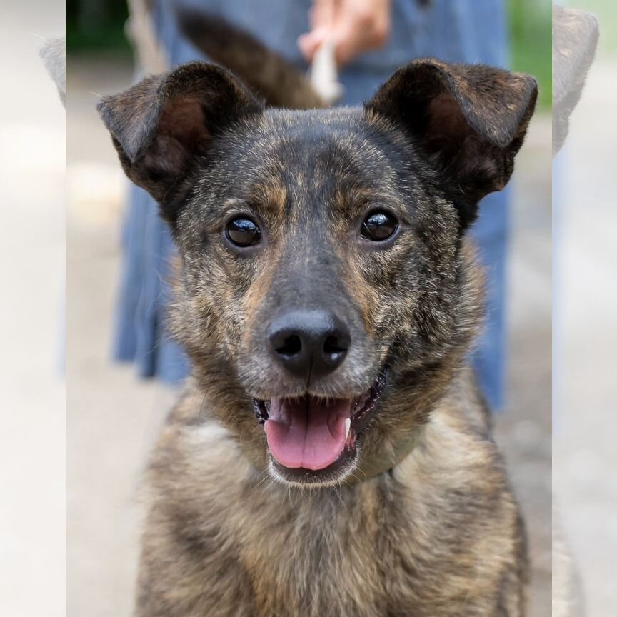 Взрослая собака в добрые руки