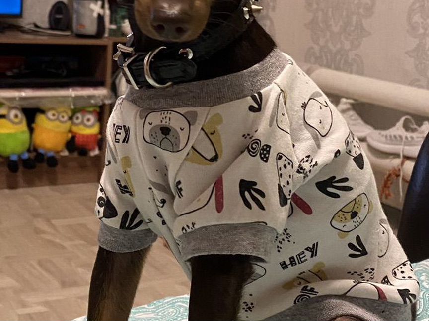 Русский той-терьер вязка мальчик