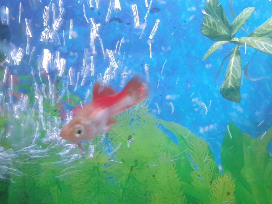 Отдам пару меченосцев