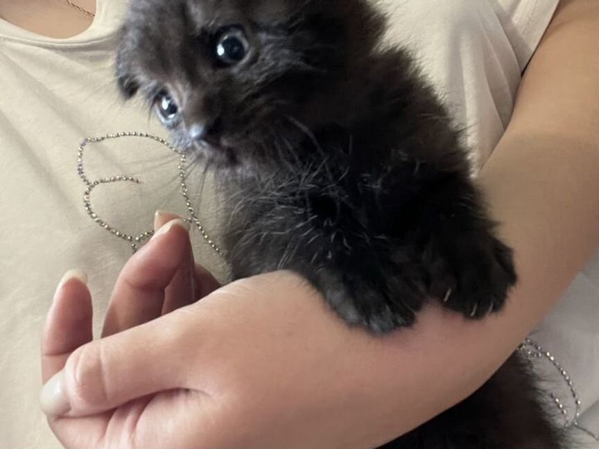 Вислоухий котенок бесплатно