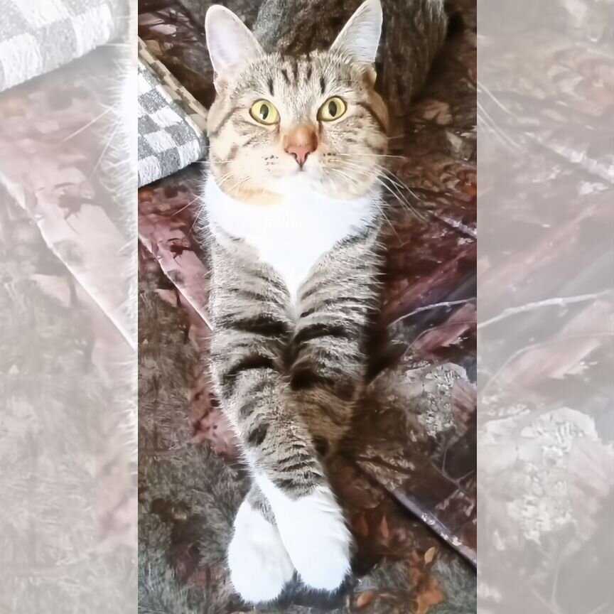 Коты в добрые руки