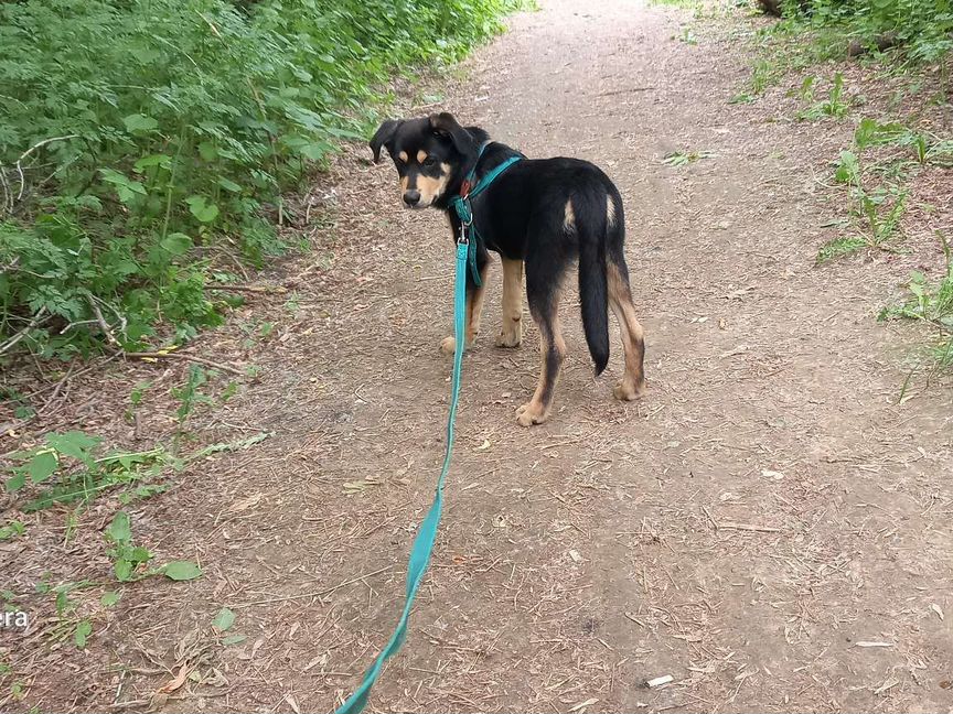 Собака в добрые руки