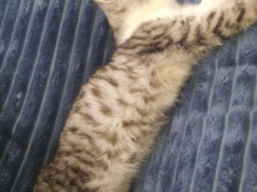 Кошка в дар