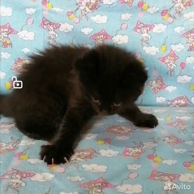 Отдам в хорошие руки хорошеньких котят