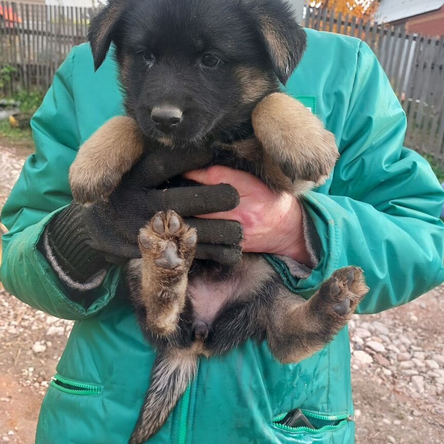 Щенок в добрые руки