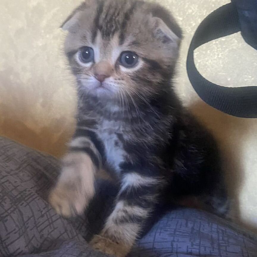 Шотландский вислоухий короткошёрстный котёнок