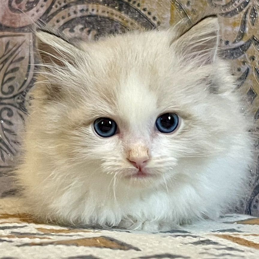 Котенок породы рэгдолл
