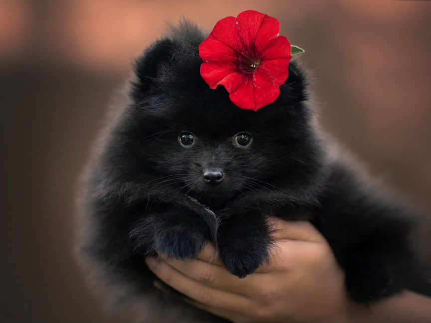 Померанский шпиц