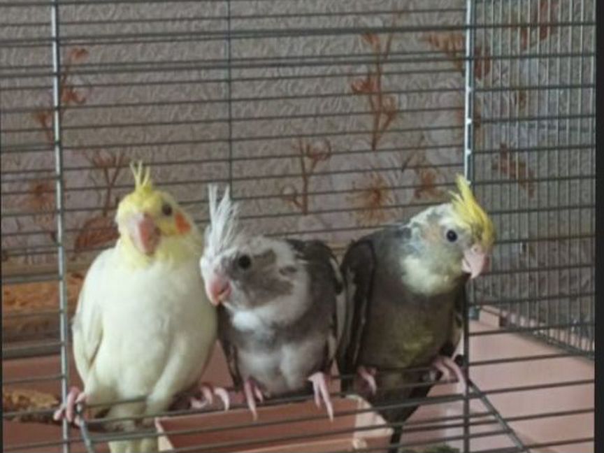 Попугай корелла птенец