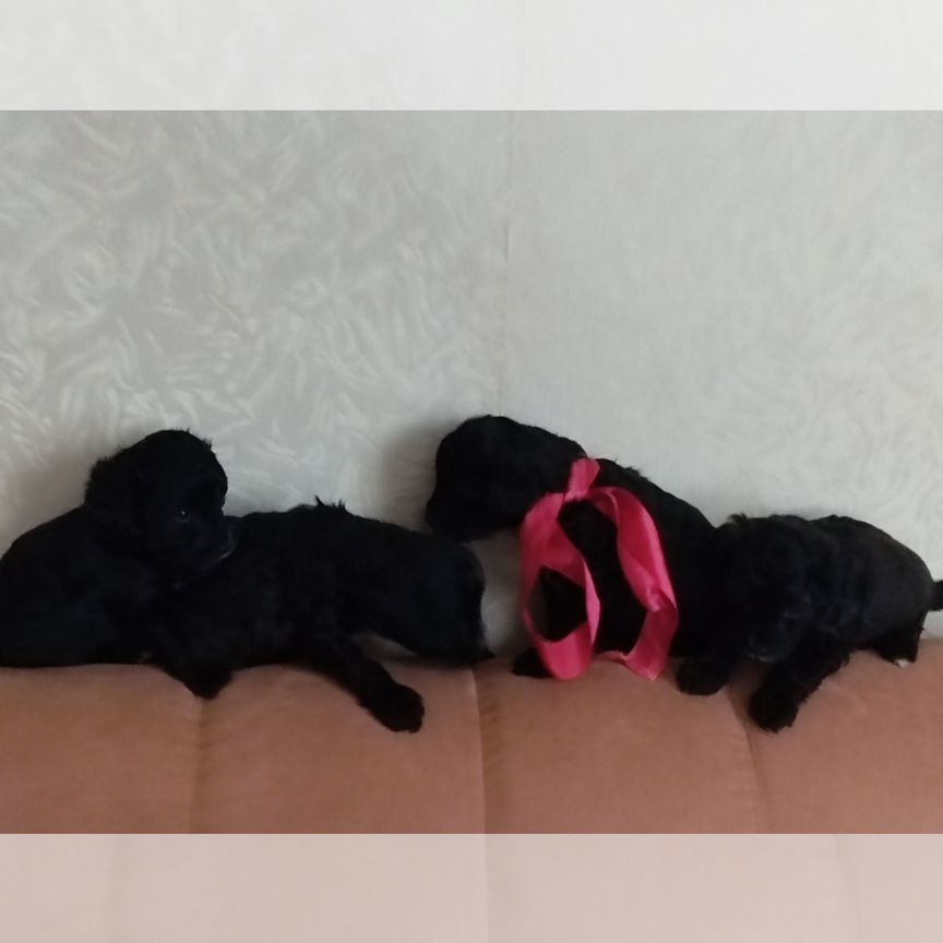 Мальтипу, щенок