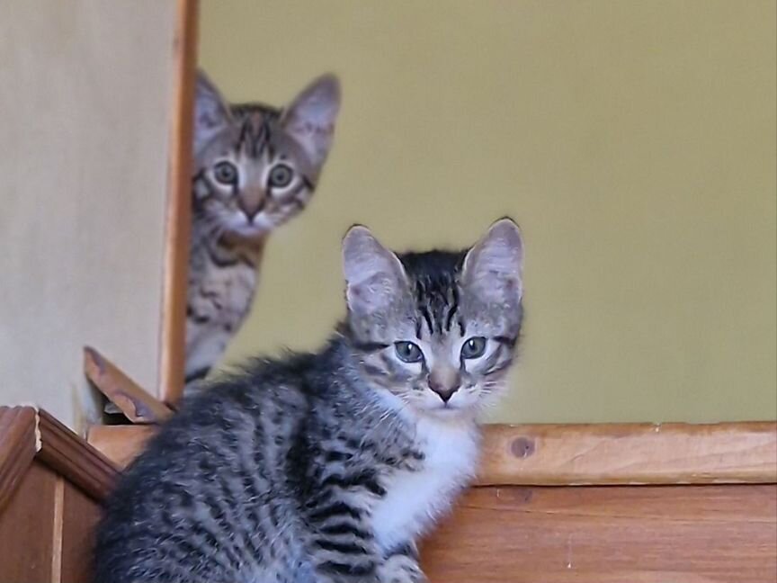 Котенок девочка в добрые руки