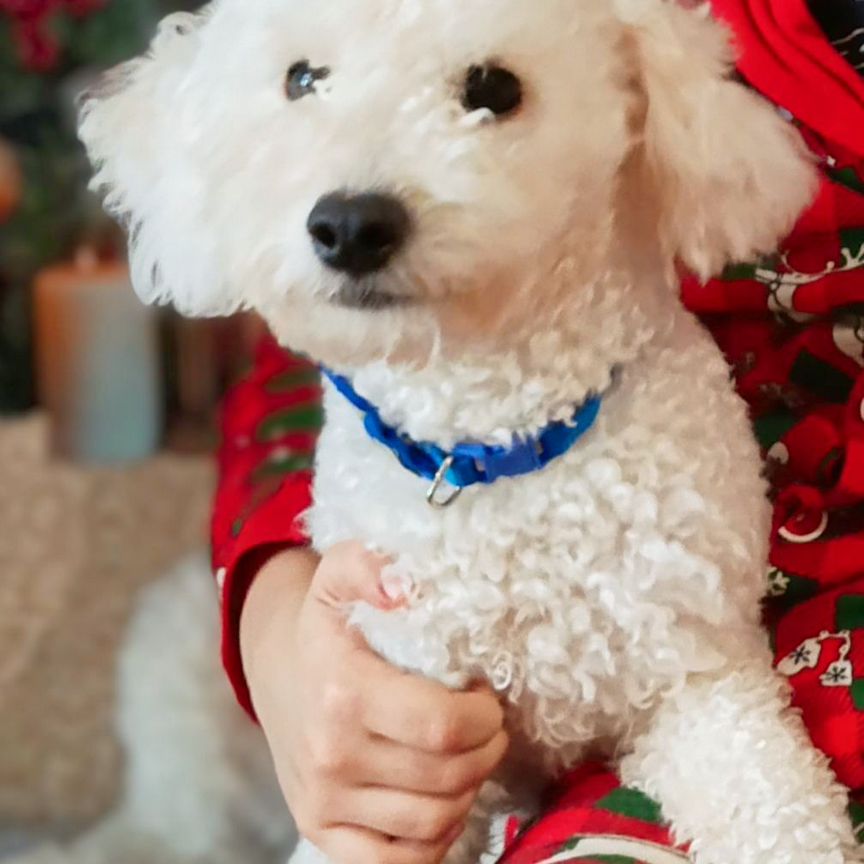 Белоснежный жених